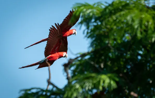 Wallpaper birds, parrots, Ara for mobile and desktop, section животные ...