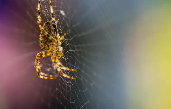 Wallpaper spider, web, nature for mobile and desktop, section животные ...