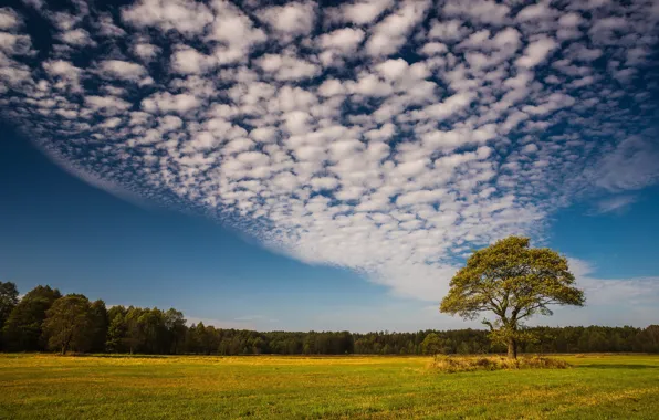 Wallpaper field, the sky, tree images for desktop, section природа ...