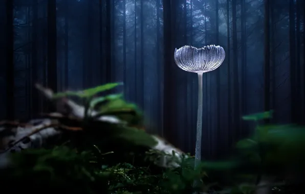 Wallpaper forest, nature, mushroom for mobile and desktop, section ...