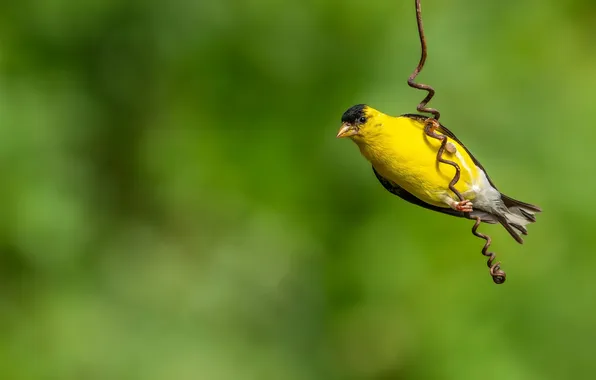 Wallpaper sprig, background, bird for mobile and desktop, section ...