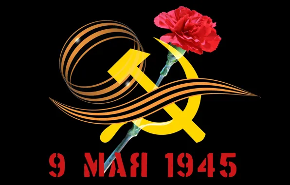 Wallpaper flower, St. George ribbon, May 9, carnation, Victory Day ...