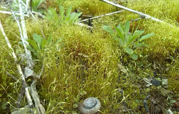 Wallpaper macro, moss, plants, shell for mobile and desktop, section ...