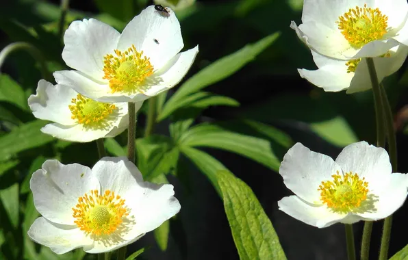 Wallpaper spring, may, white flowers for mobile and desktop, section ...