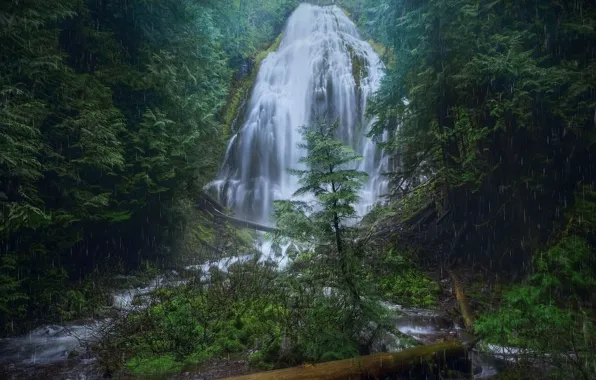 Wallpaper forest, waterfall, Oregon, river, fern, Oregon, Columbia ...