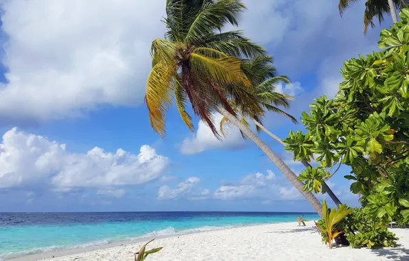 Wallpaper beach, tropics, palm trees, the ocean, island, exotic, white ...