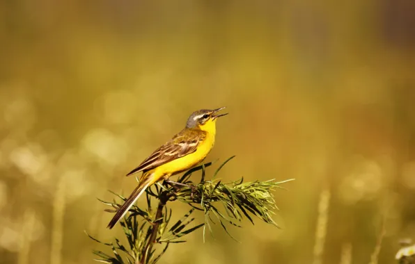 Download wallpaper summer, birds, nature, Field, section nature in ...