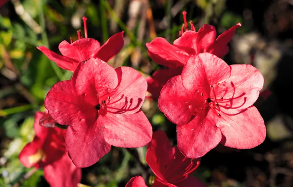 Wallpaper red, flower, blooming, azalea for mobile and desktop, section ...