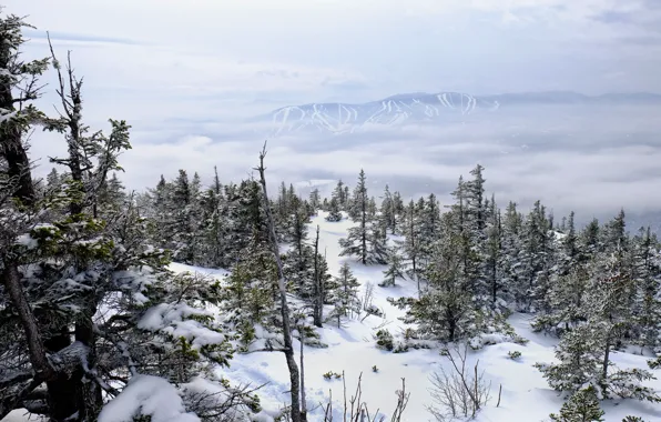 Wallpaper winter, forest, nature for mobile and desktop, section ...