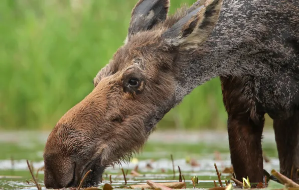 Wallpaper summer, nature, moose for mobile and desktop, section ...