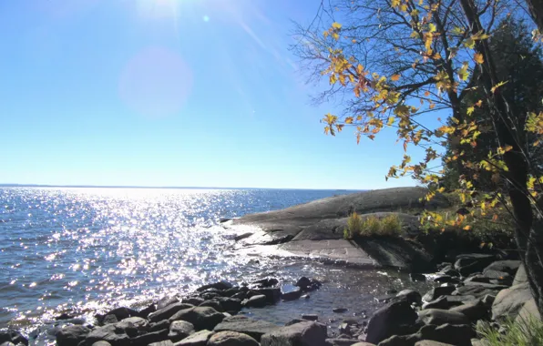 Download wallpaper sea, leaves, tree, Autumn, horizon, falling leaves ...