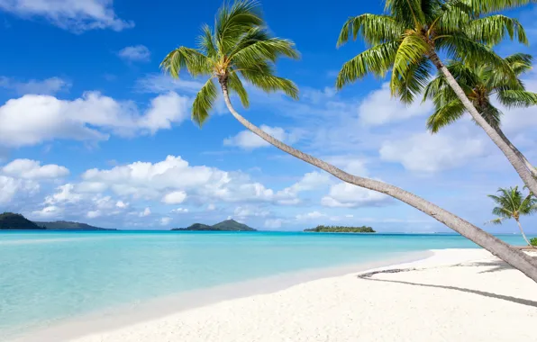 Download wallpaper sea, beach, summer, nature, tropics, Palma, stay ...