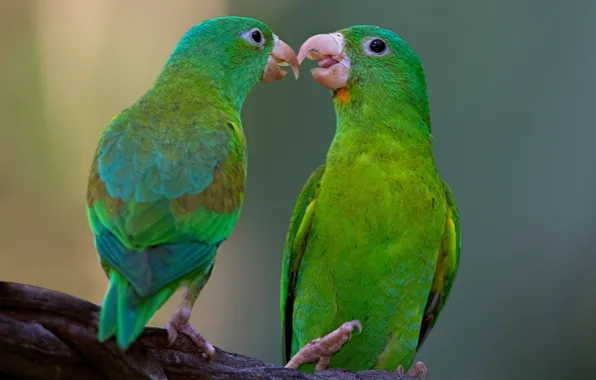 Download wallpaper birds, beak, pair, slender-billed parrot rufous ...