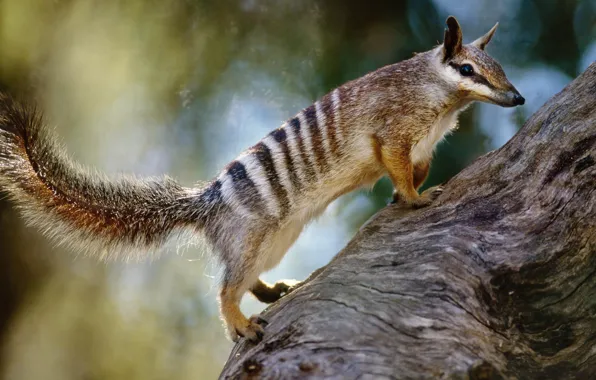 Wallpaper Australia, marsupial anteater, numbat for mobile and desktop ...