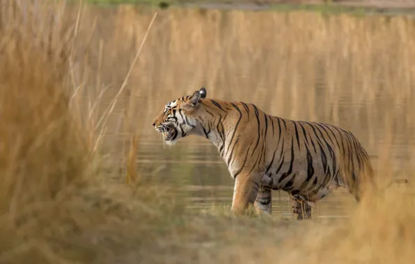 Wallpaper tiger, shore, pond for mobile and desktop, section кошки ...