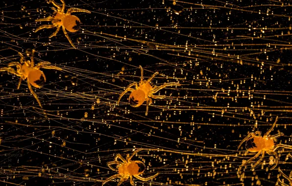 Download wallpaper nature, spiders, web, section animals in resolution ...