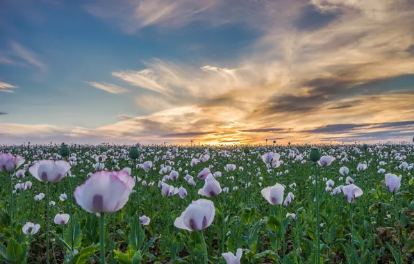 Wallpaper the sky, flowers, Maki, pink, poppy field for mobile and ...