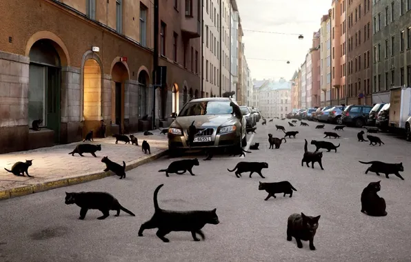 Wallpaper machine, cats, the city, black for mobile and desktop ...