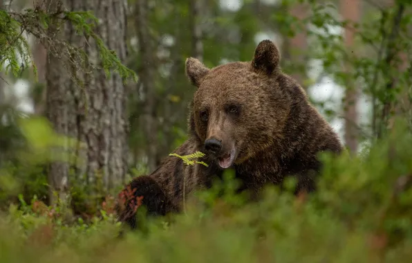 Wallpaper forest, look, face, portrait, bear for mobile and desktop ...