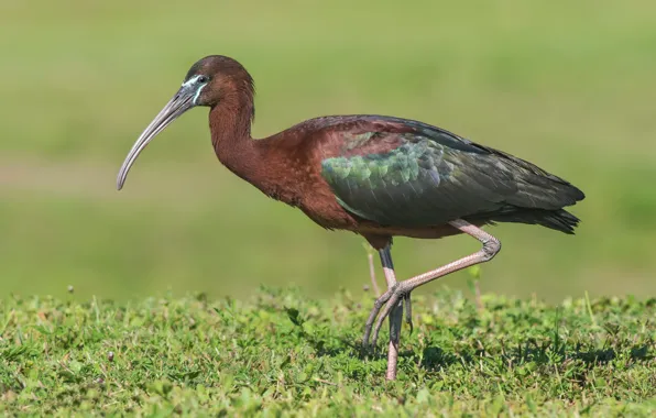 Download wallpaper birds, the glossy IBIS, glossy ibis, section animals ...