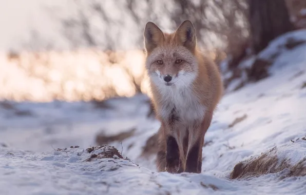 Download wallpaper winter, look, snow, Fox, red, Elena Shinkareva ...