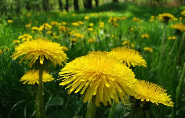 Wallpaper dandelion, spring, meadow for mobile and desktop, section ...