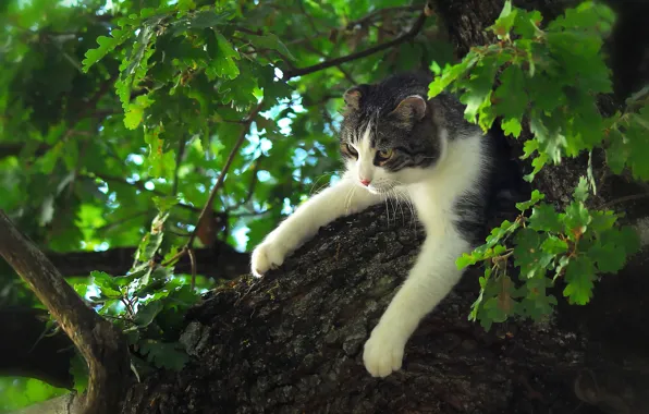 Wallpaper cat, cat, tree, paws, on the tree, oak images for desktop ...