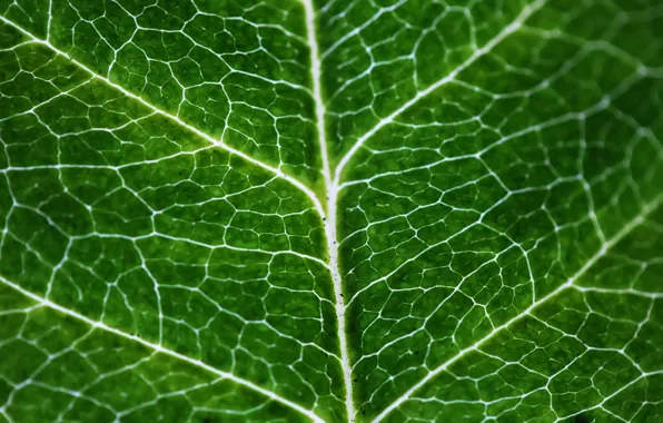 Wallpaper greens, macro, sheet images for desktop, section текстуры ...