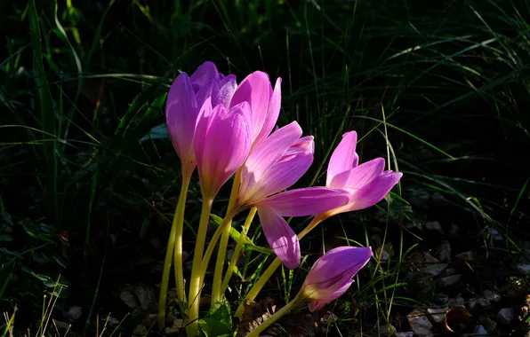 Wallpaper flowers, the dark background, pink, Colchicum, autumn ...