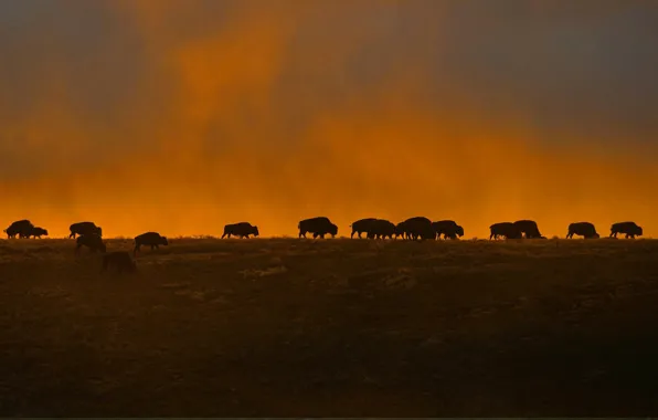 Wallpaper USA, South Dakota, Buffalo, Wind Cave National Park for ...