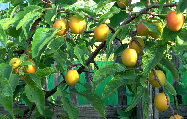 Wallpaper summer, August, plum, plum for mobile and desktop, section ...