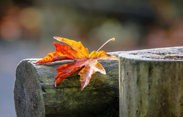 Wallpaper autumn, nature, sheet images for desktop, section природа ...