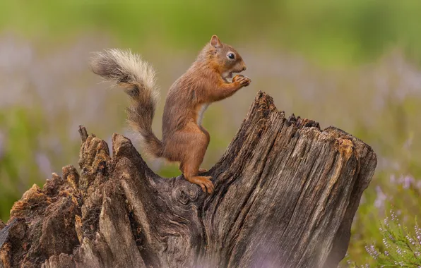 Download wallpaper background, protein, red, section animals in ...