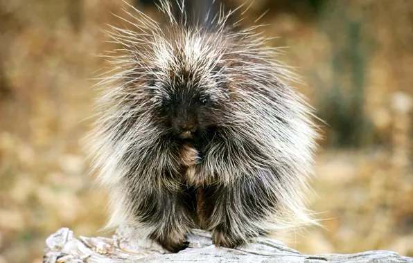 Download wallpaper animals, barbed, background, section animals in ...