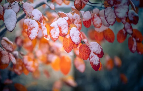 Wallpaper autumn, leaves, snow for mobile and desktop, section природа ...