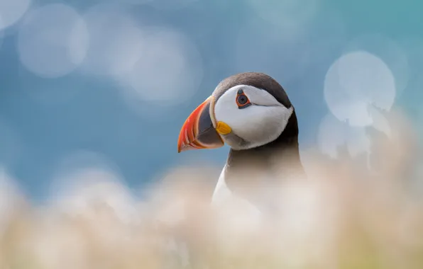 Download wallpaper bird, stalled, blue background, bokeh, section ...