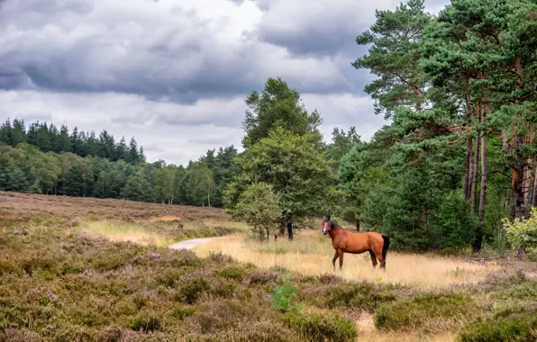 Download wallpaper nature, horse, horse, section animals in resolution ...