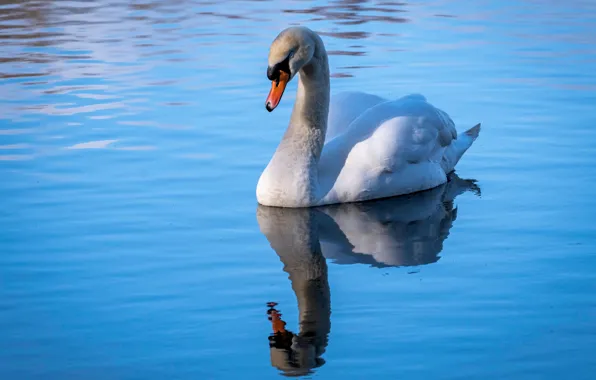 Download wallpaper water, reflection, Swan, section animals in ...