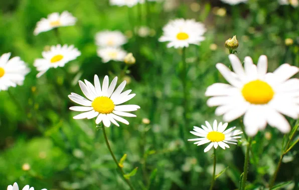 Wallpaper greens, field, flowers, chamomile for mobile and desktop ...