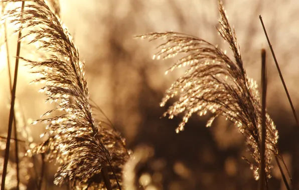 Wallpaper grass, plan, meadow for mobile and desktop, section природа ...