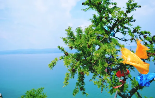 Wallpaper lake, tape, tree, Larch images for desktop, section природа ...