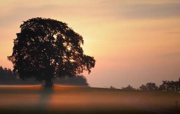 Wallpaper nature, fog, tree for mobile and desktop, section природа ...