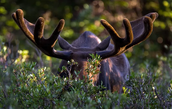 Wallpaper summer, nature, moose for mobile and desktop, section ...