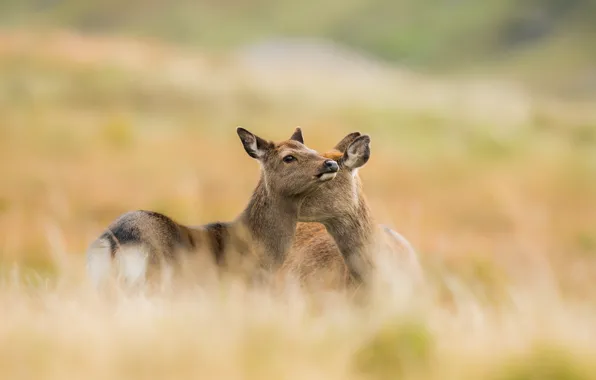 Wallpaper background, pair, deer, cub, mom, deer for mobile and desktop ...