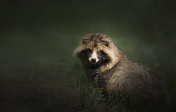 Wallpaper grass, look, face, nature, pose, the dark background ...