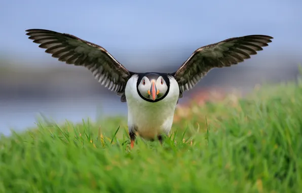 Wallpaper bird, stalled, wingspan for mobile and desktop, section ...