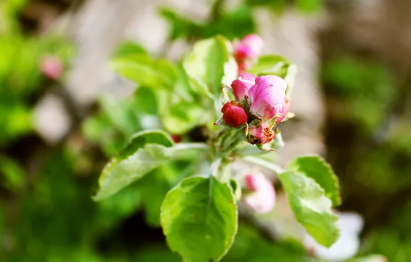 Download wallpaper spring, may, blooms all, section nature in ...