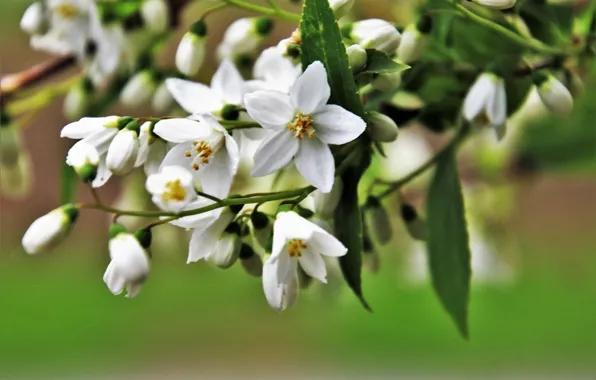 Wallpaper flowers, branches, background, spring, white for mobile and ...