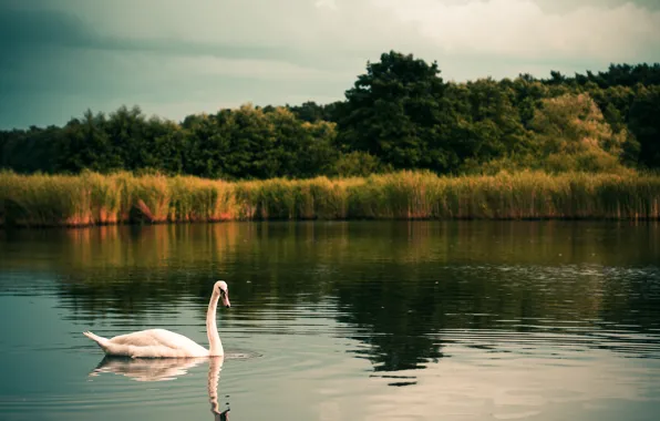 Wallpaper water, bird, Swan for mobile and desktop, section животные ...