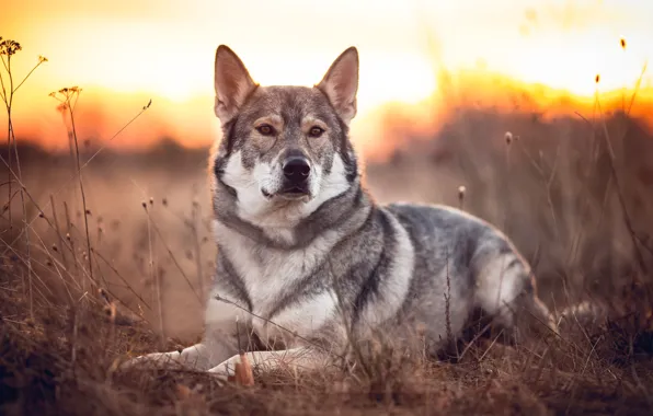 Download wallpaper dog, lies, volkosob, section dog in resolution 1080x1920